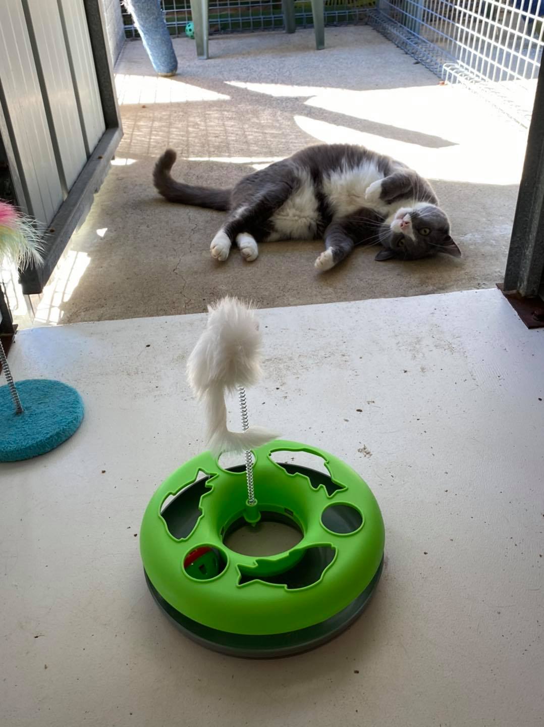 Deluxe Suite – Castle Cat Resort